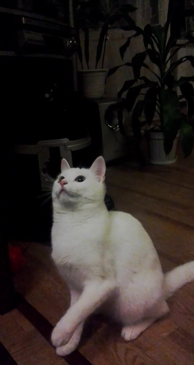 Die Antwoord White Catty - Coub