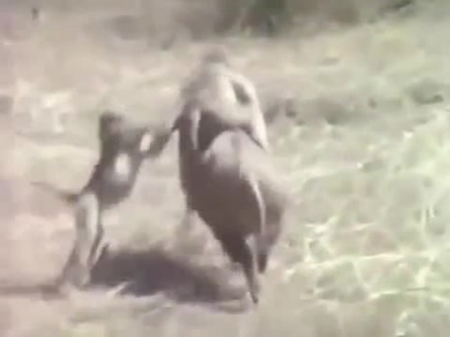 Run boy, run! - Coub