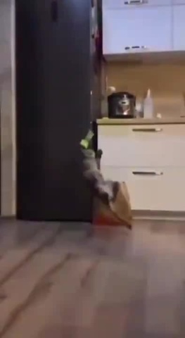 Cat Freestyler - Coub