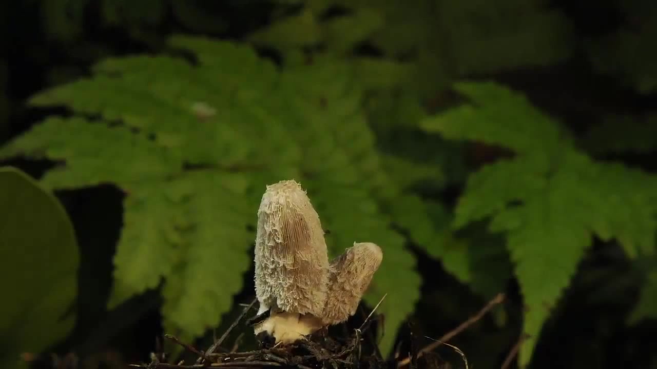 Mushrooms growing Timelapse - Coub