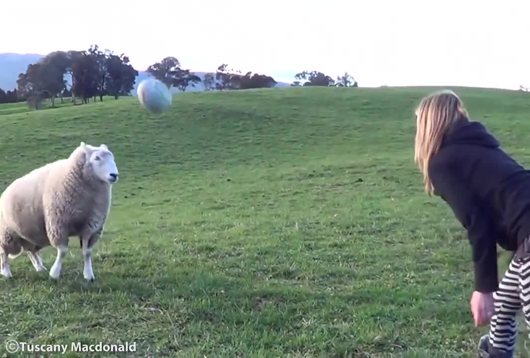 Did you ever play catch with a sheep?☺ Барегби - Coub