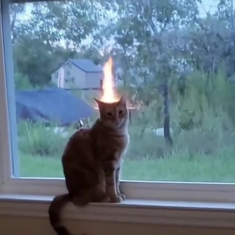 cat fire - Coub