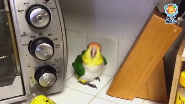 Parrot dances (song: VRIMA KISHOU - Baki) - Coub