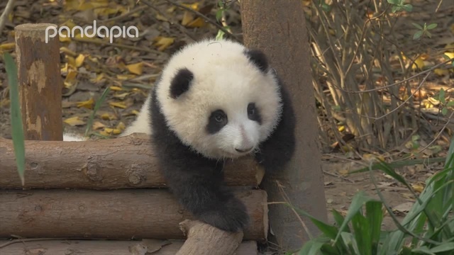 Cute fat baby panda in nature - Coub