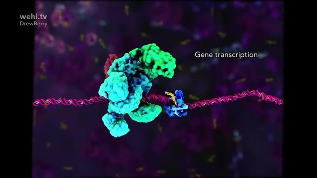 DNA animations by wehi.tv for Science-Art exhibition - Coub