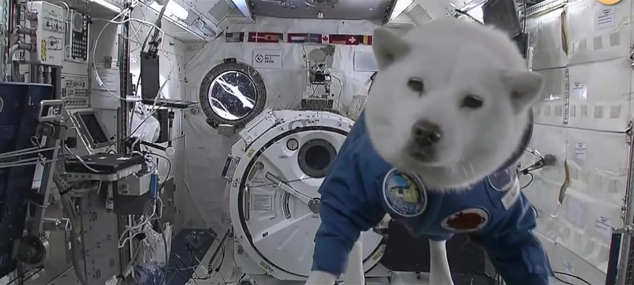 Dog in space - Coub