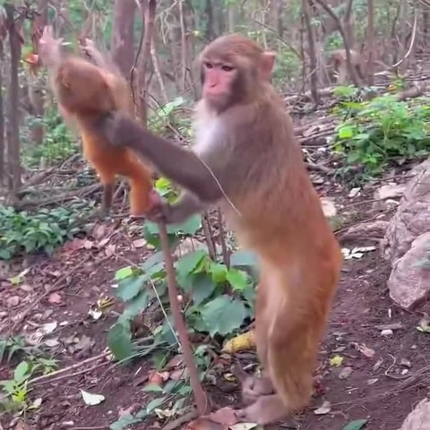 Be careful, there's a monkey - Coub