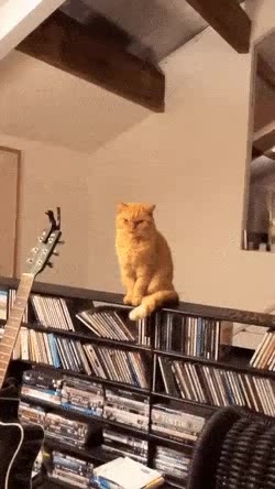 Cat, Evil Cat. - Coub