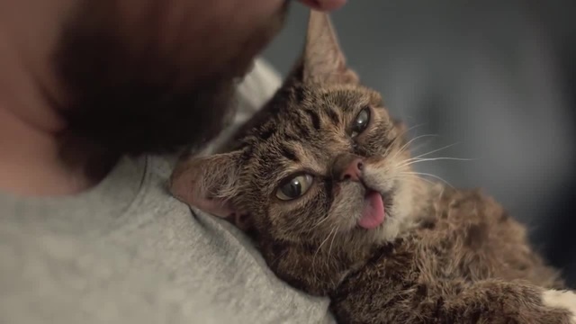 LOVE - кот спрятался | Dima Suslov - Coub