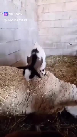 🐏 Lamb Slam 🔥🫶 - Coub