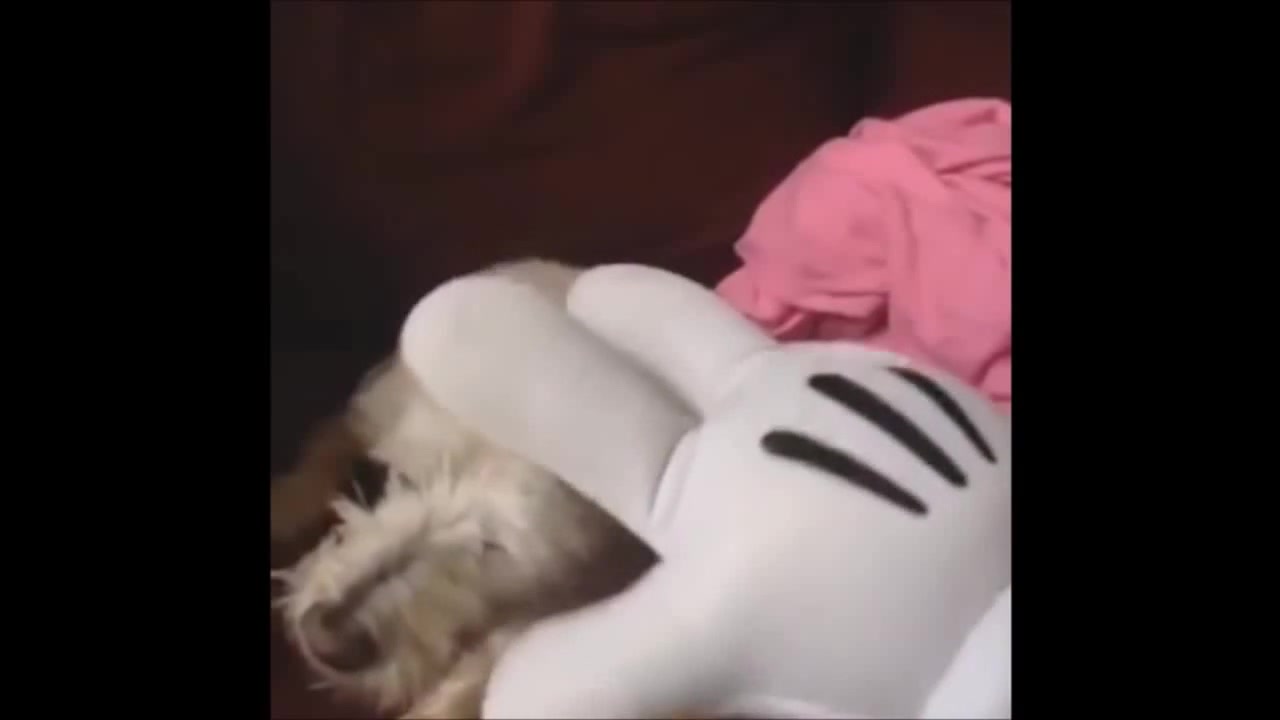 Angry Doggo Pt.2 - Coub