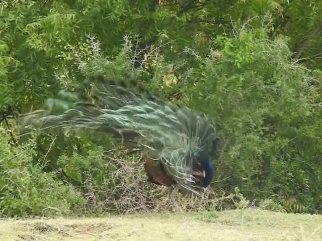 pe acock fe athers - Coub