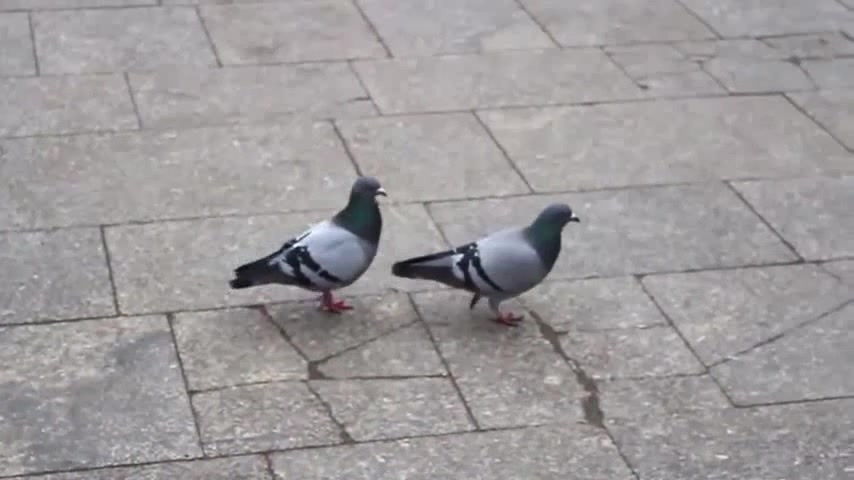 Pigeons dance - Coub