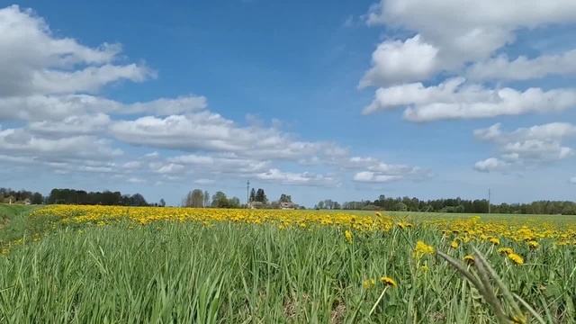 Uneasy dandelion road.. - Coub