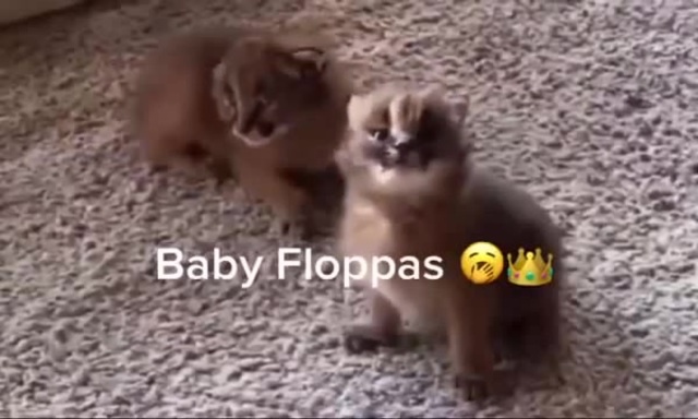 Little floppas - Coub