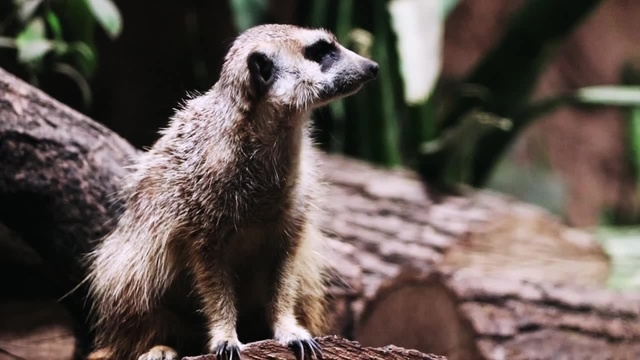 Suricata [Solar Fields - Planet Zoo] - Coub