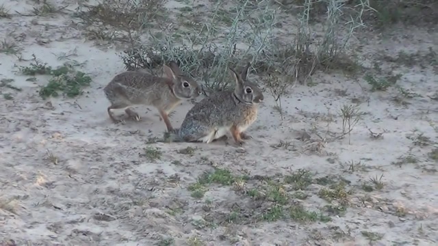Rabbits in heat - Coub