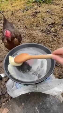 chicken's steal - Coub