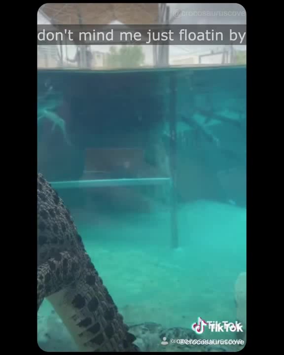 Michael Crocodilson - Coub