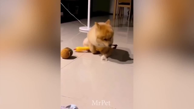 Funniest Animals 2023 😂 Best Funny Cats and Dogs 😺 #55 - Coub