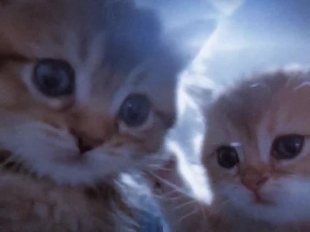 cute kittens licking their lips, love cats 🐱 ️ - Coub