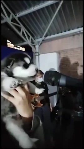 Doggo concert - Coub