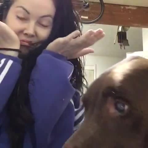 25 treats later......😩💜😍🐶😂🍔🍕🍟 #nizzie #dogs - Coub