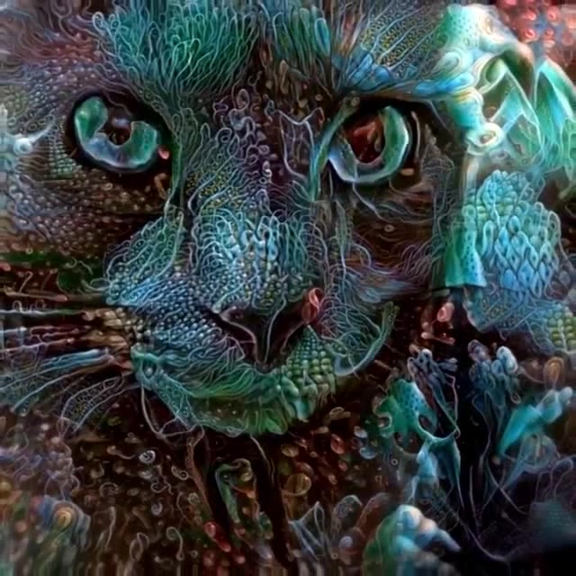 LSD-Cat - Coub
