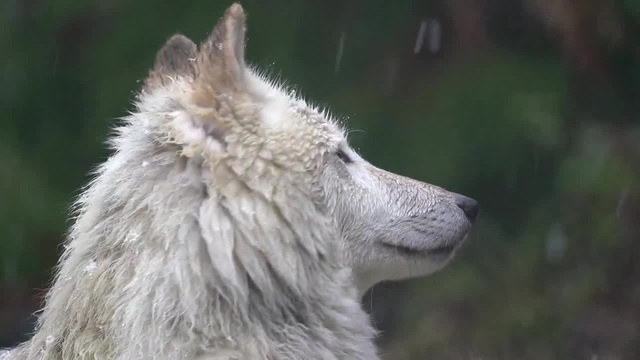 Wolf (song: Alluniar - Rain) - Coub