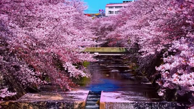 Spring in the Heart - Coub