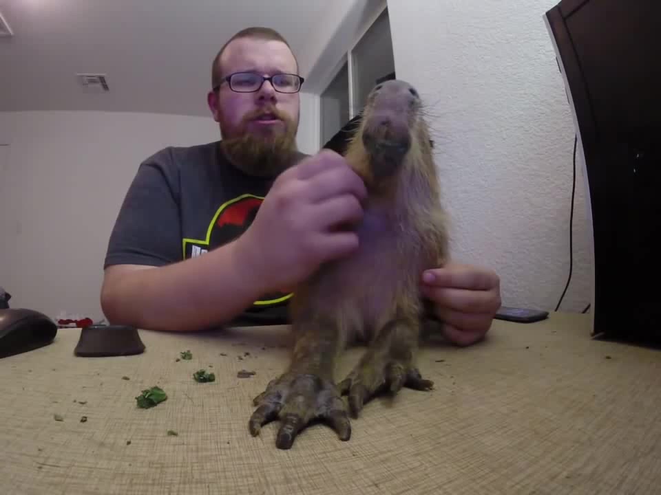 A bearded man scratching a capybara and beat boxing. - Coub