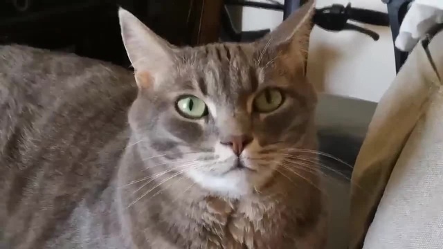 Despacito - Cats version 😹 - Coub