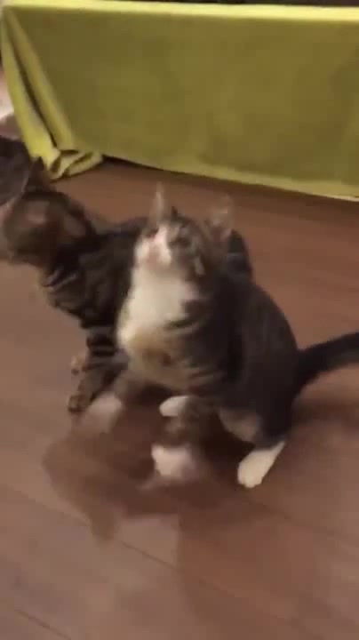 dnb cat - Coub