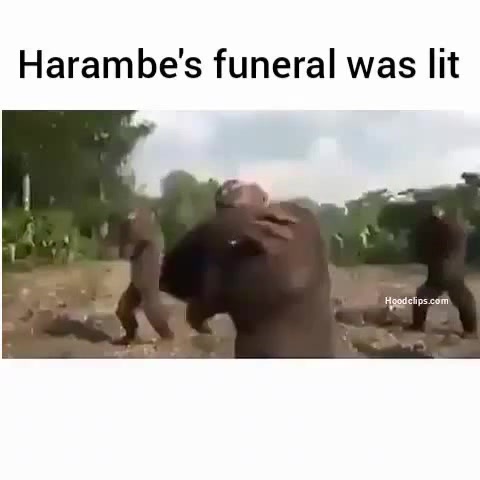 Harambe - Coub