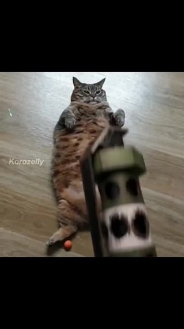 Cat and flashBANg. Try not to laugh #shorts - Coub
