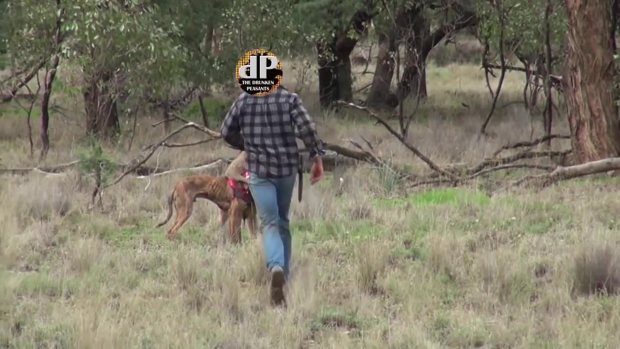 Drunken Peasants Punch Devon Tracey (AIU) (Parody) - Coub