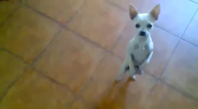 Chihuahua dancing Flamenco - Chihuahua dança//Чихуа-хуа танцует - Coub