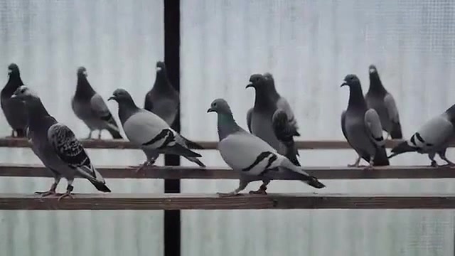 Woo Hoo Pigeons - Coub