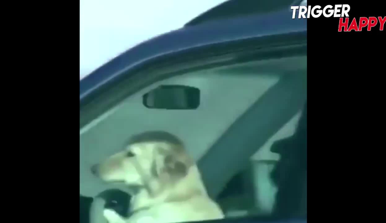 DISTORTED BASS DANK MEMES - Coub