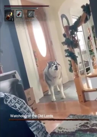 Watchdog of the Old Lords - Coub