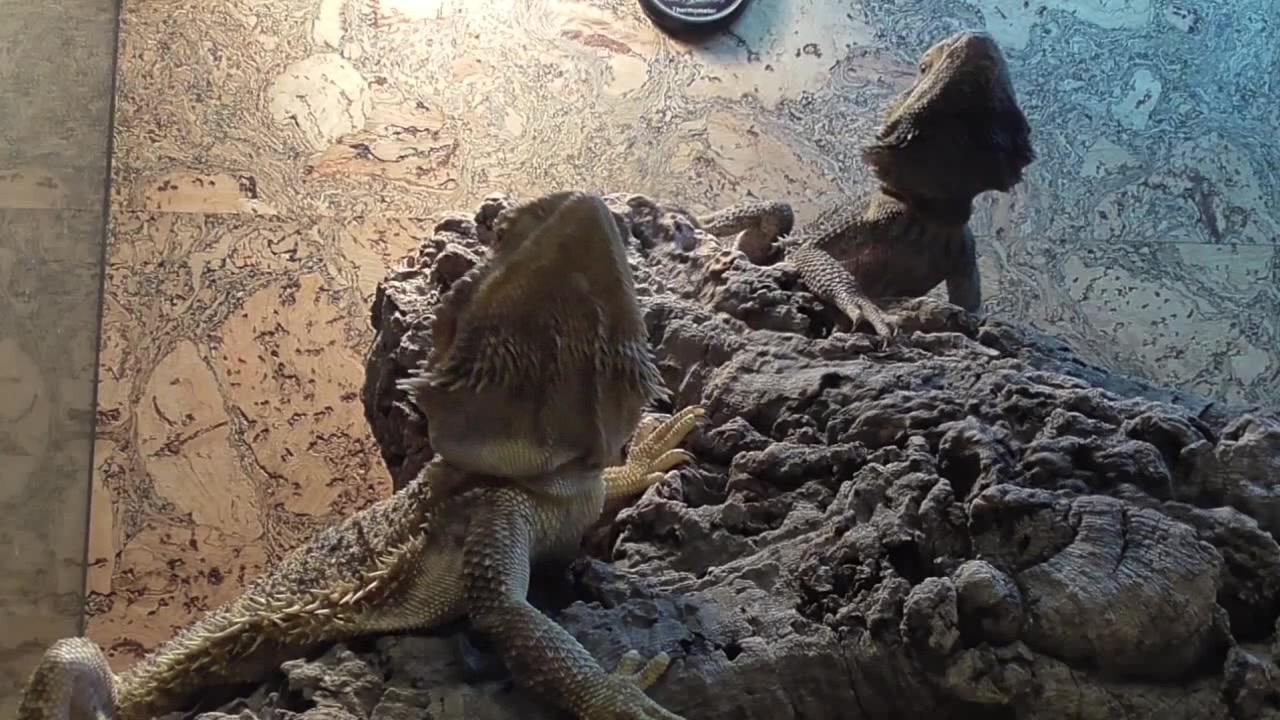 (krovostok_featured)x2 achievements celebrating - Coub