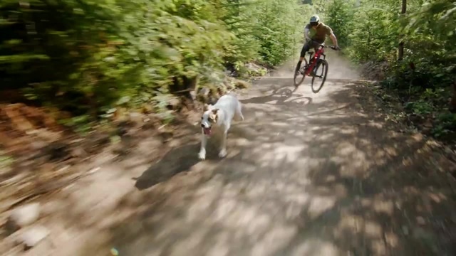 Два колеса и четыре лапы (Two wheels and four paws) - Coub