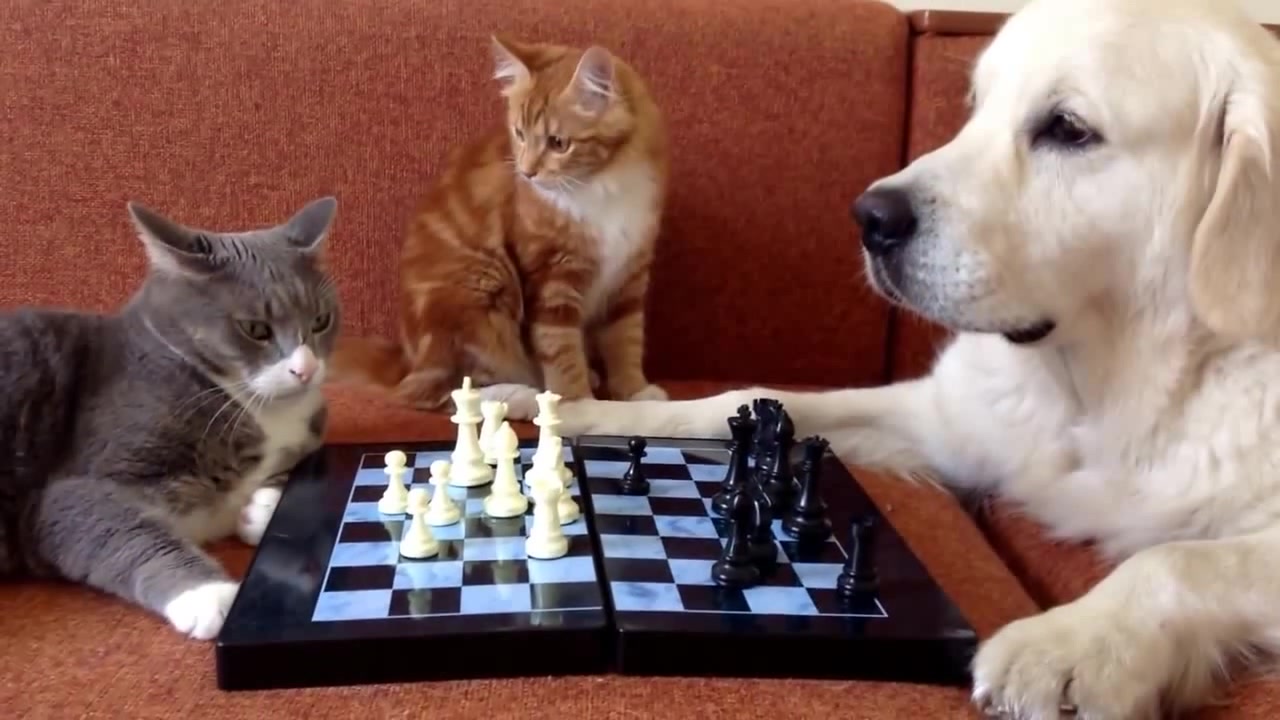 Cats and dogs playing chess - Coub