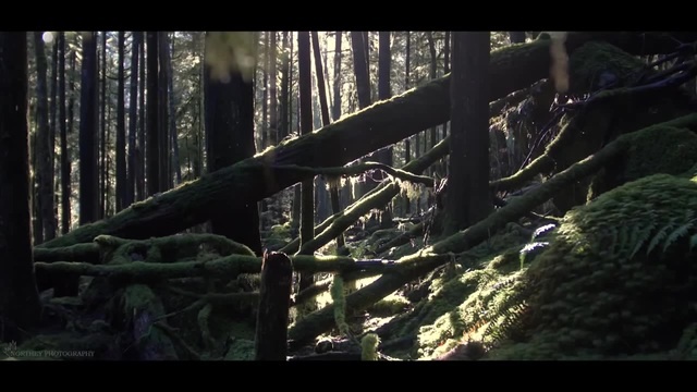 4K Forest - Cinematic Forest - Coub