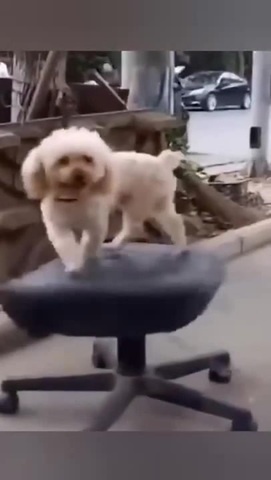 Michael Sembello - Maniac - Coub