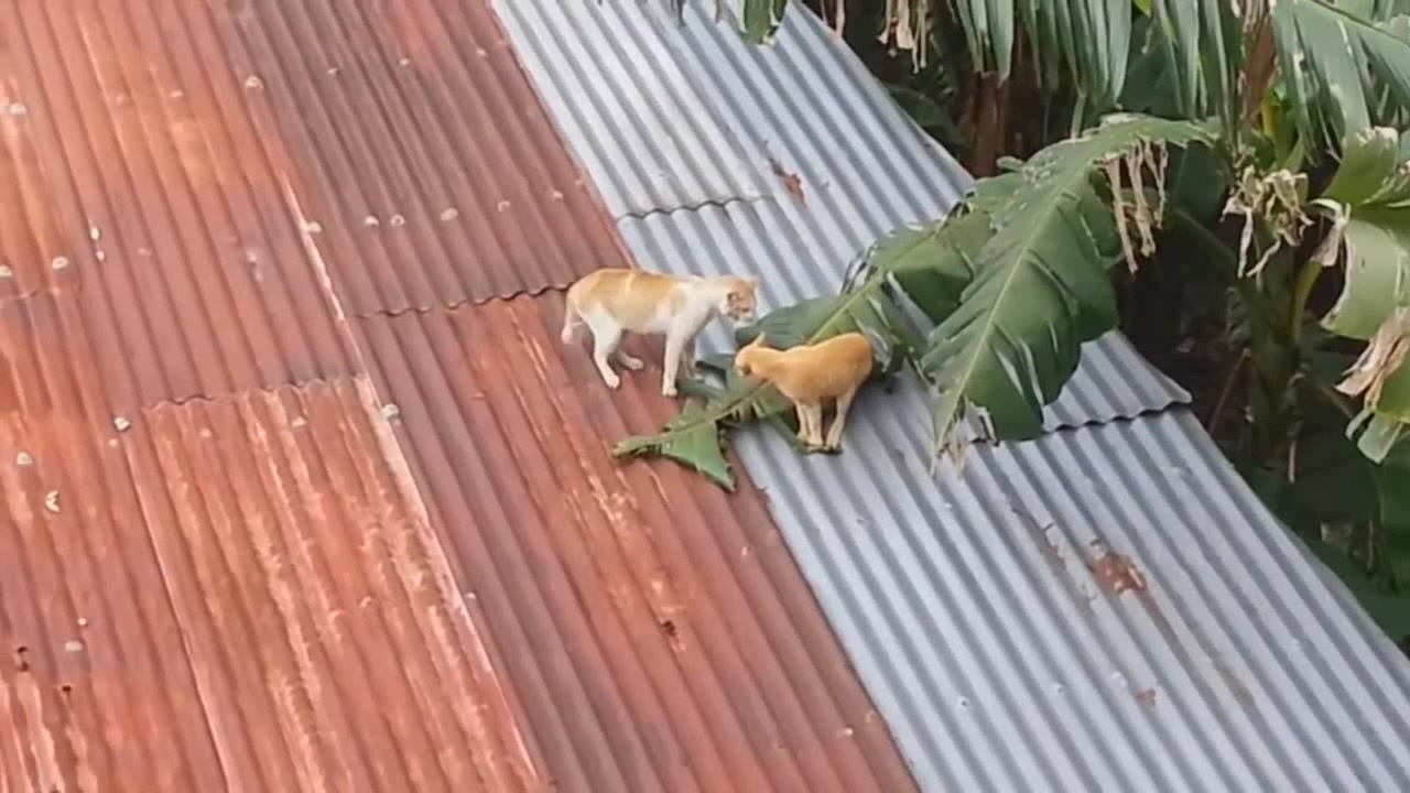 Cats fight. Prodigy music - Coub