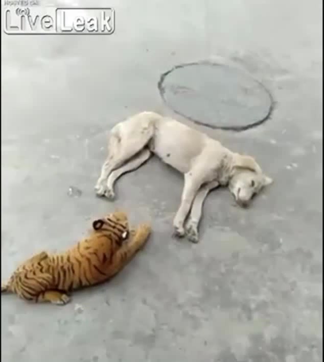 let sleeping dogs lie - Coub