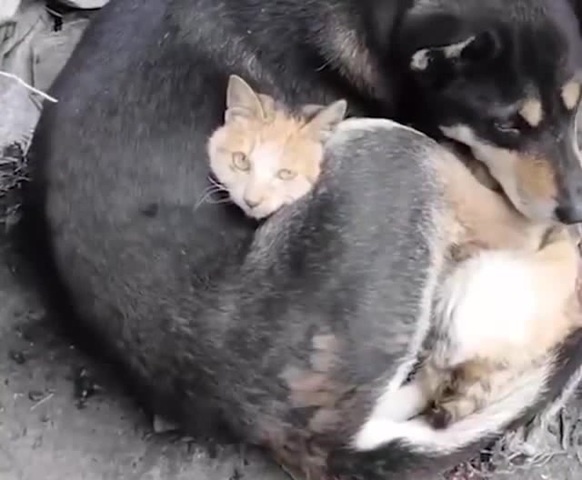 cat and dog - Coub