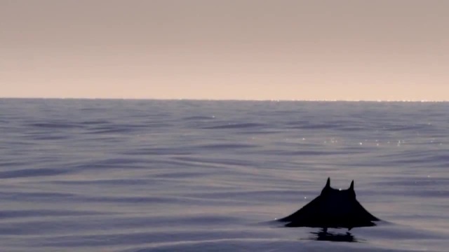 Dreams come true - Coub