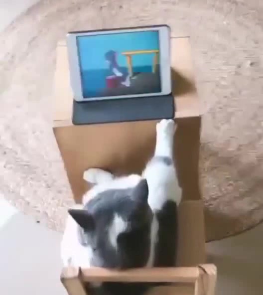 Regular Everyday Normal Cat - Coub